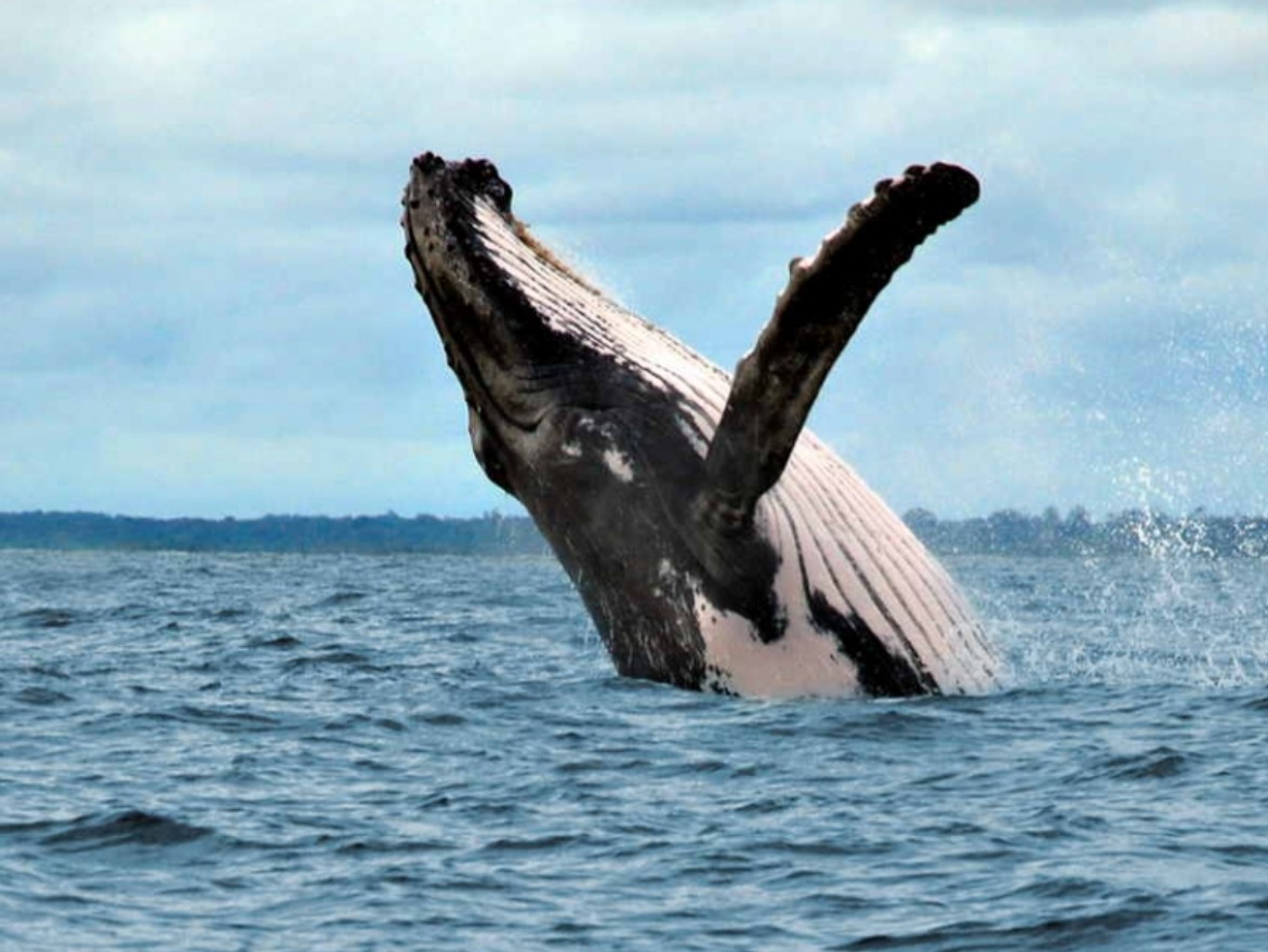 Whale Watching on Colombia's Pacific Coast