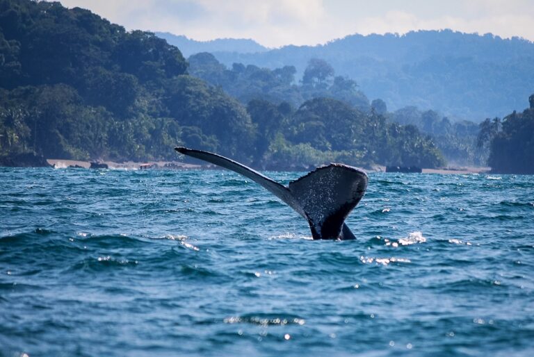 Chocó Department of Colombia Tour 1 (NUQUI Area)